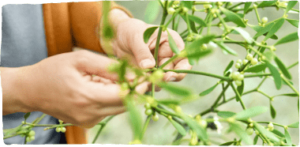 For professionals - Helixor