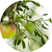 Mistletoe Therapy - Helixor