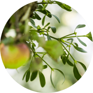 Mistletoe Therapy - Helixor