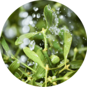 Mistletoe Therapy - Helixor