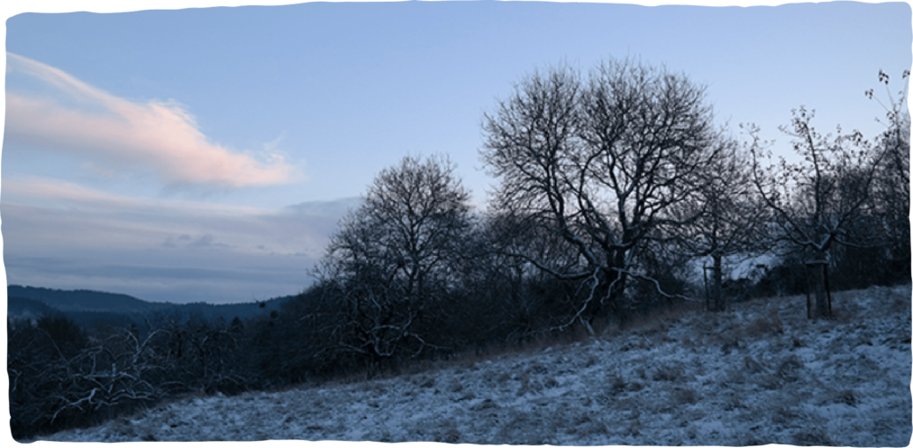 Mistletoe Therapy - Helixor