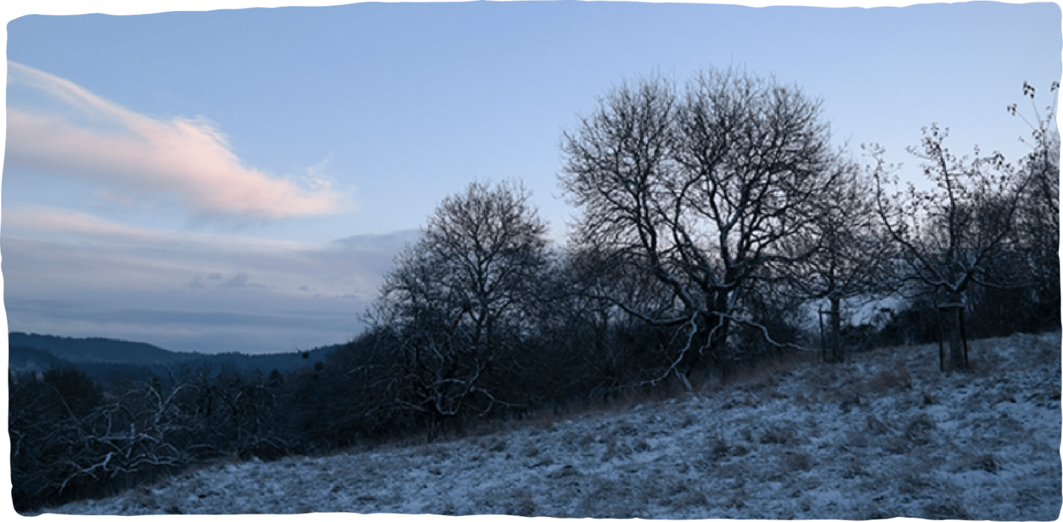 Mistletoe Therapy - Helixor