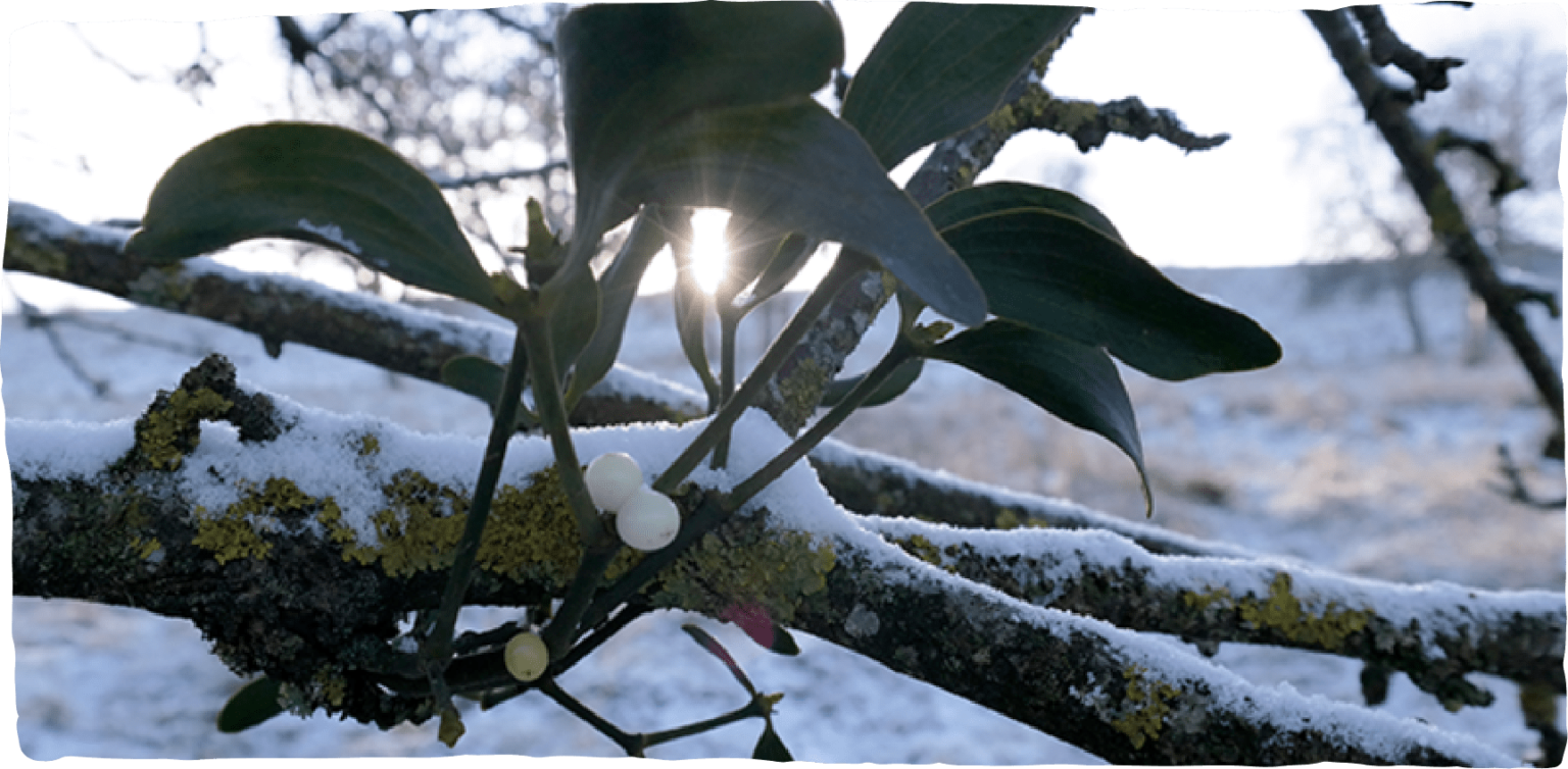 Mistletoe Therapy - Helixor