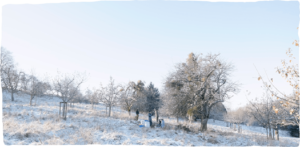 Mistletoe Therapy - Helixor