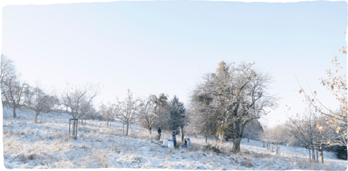 Mistletoe Therapy - Helixor