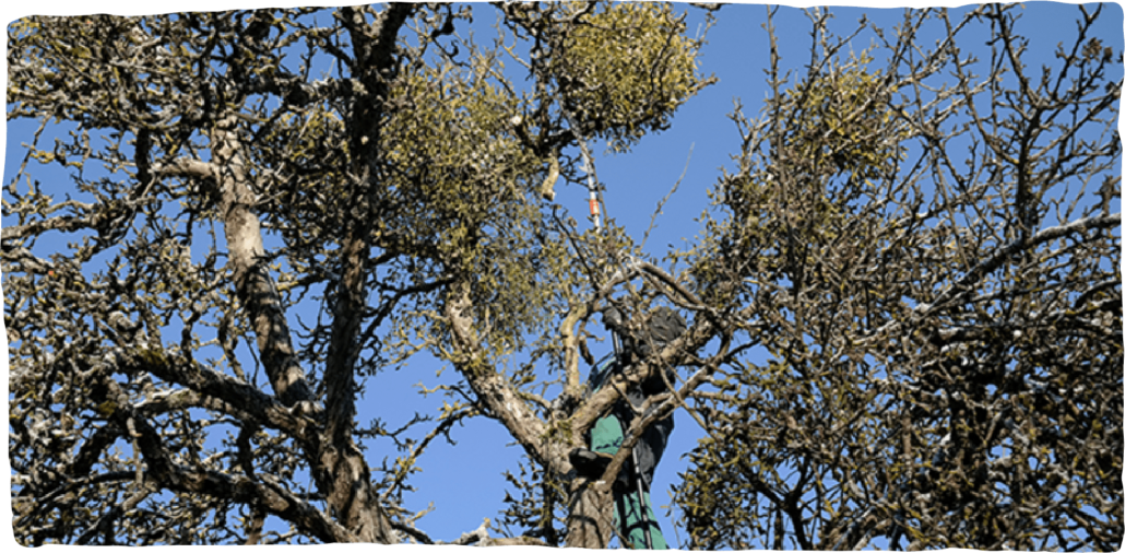 Mistletoe Therapy - Helixor