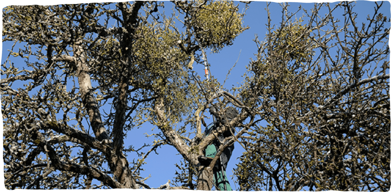 Mistletoe Therapy - Helixor