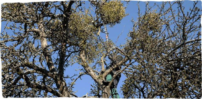 Mistletoe Therapy - Helixor