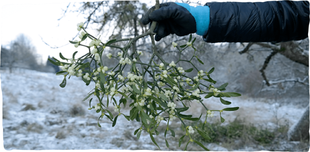 Mistletoe Therapy - Helixor
