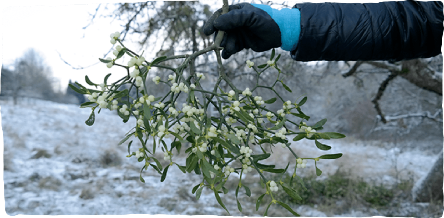 Mistletoe Therapy - Helixor