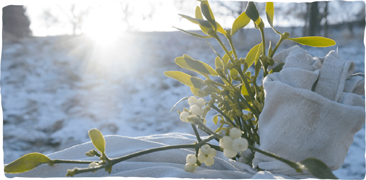 Mistletoe Therapy - Helixor