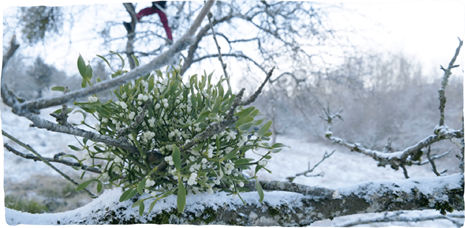 Mistletoe Therapy - Helixor