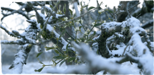 Mistletoe Therapy - Helixor