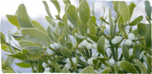 Mistletoe Therapy - Helixor