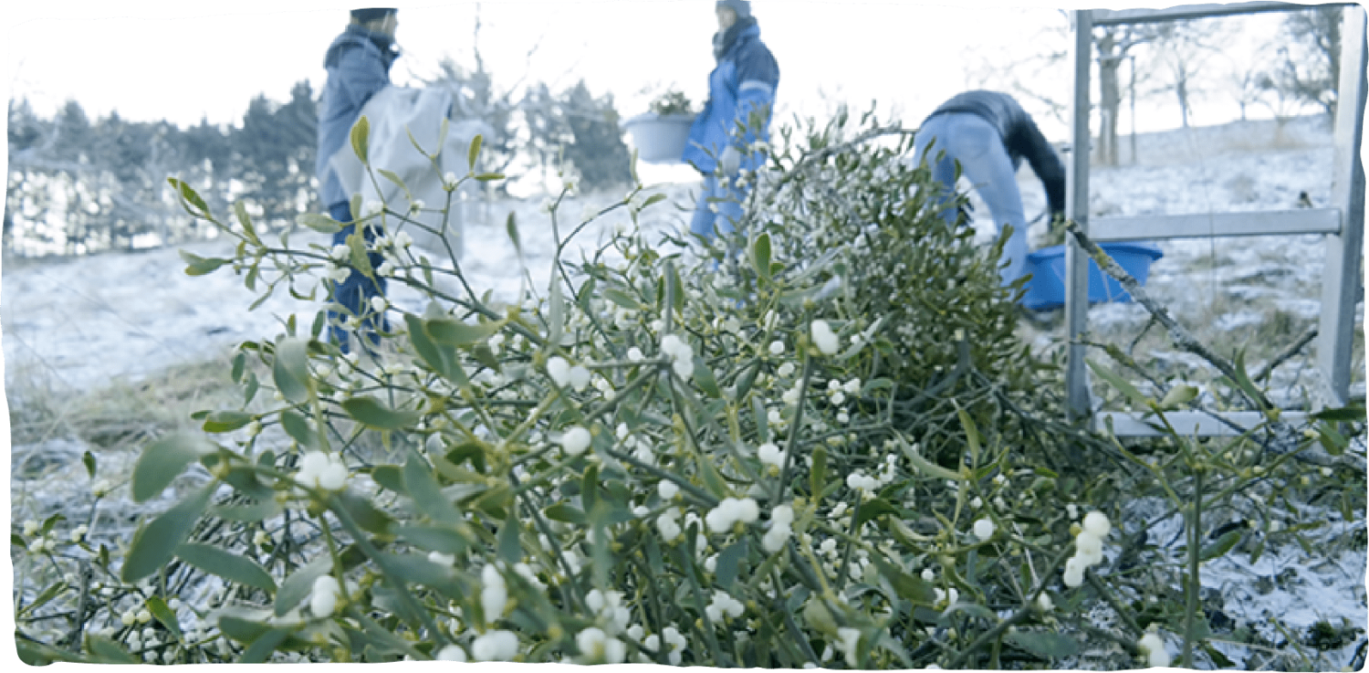 Mistletoe Therapy - Helixor