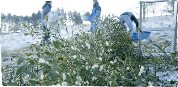 Mistletoe Therapy - Helixor